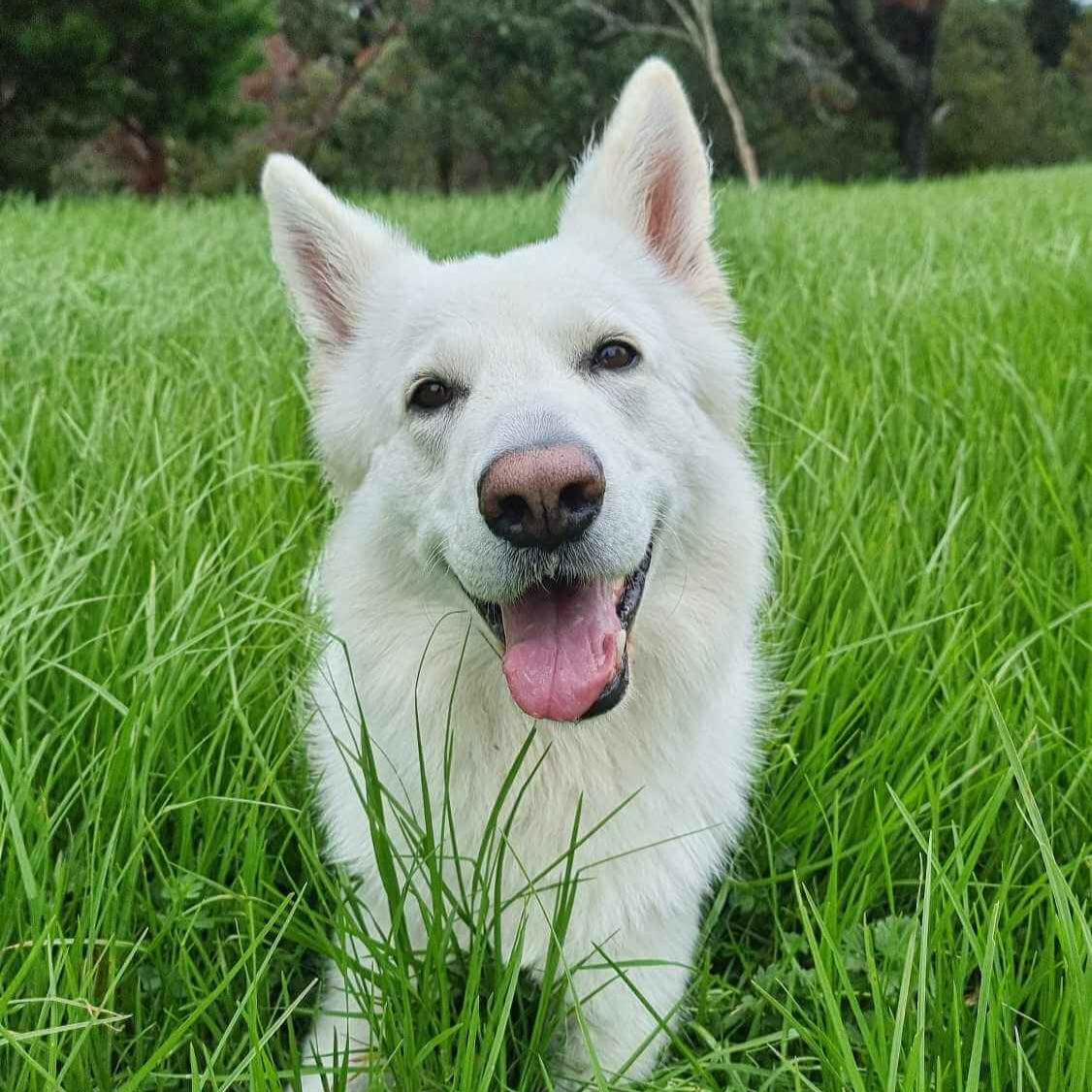 Bravecto Dosage by Dog Weight – All Sizes Covered